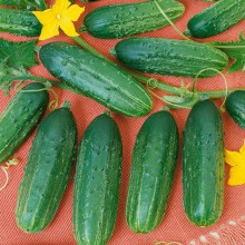 Uhorka nakladačka | Agrosam