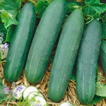 Uhorka šalátová | Agrosam